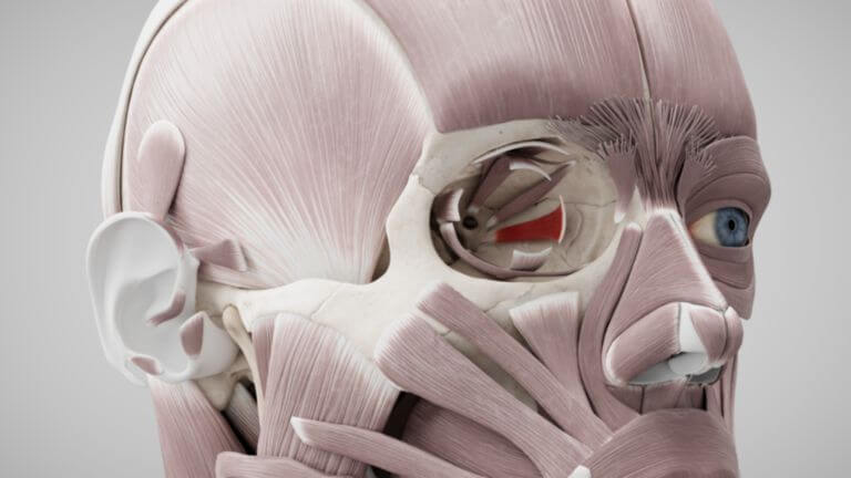 Musculus rectus medialis - DocCheck