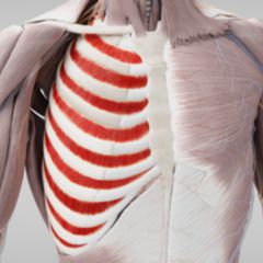 Musculi intercostales interni - DocCheck Flexikon