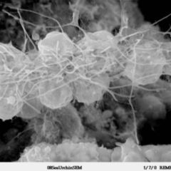 Extrazellularraum - DocCheck Flexikon