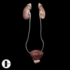 Ureter - DocCheck Flexikon