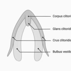 Glans clitoridis - DocCheck Flexikon