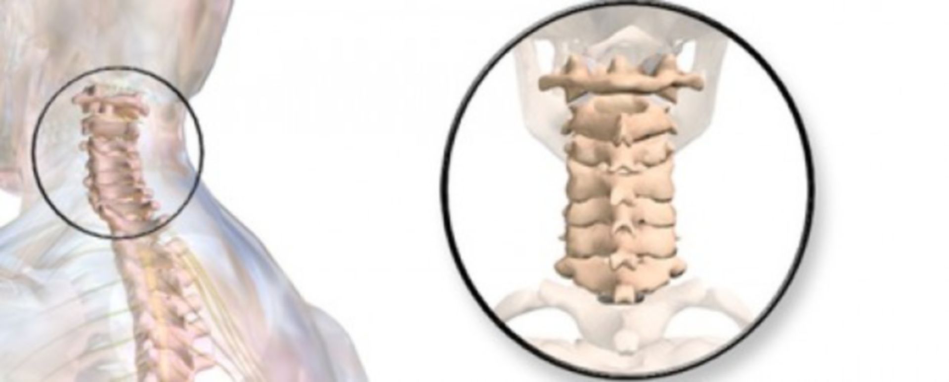 Kopf-Hals-Anatomie - DocCheck