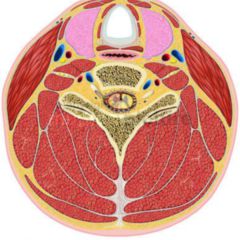 Hals - DocCheck Flexikon