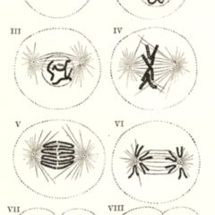 Zentriol - DocCheck Flexikon