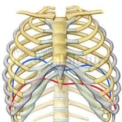 Rippenbogen - DocCheck Flexikon