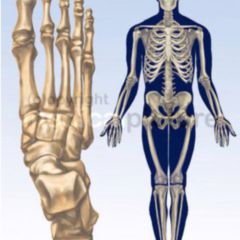 Kahnbein - DocCheck Flexikon
