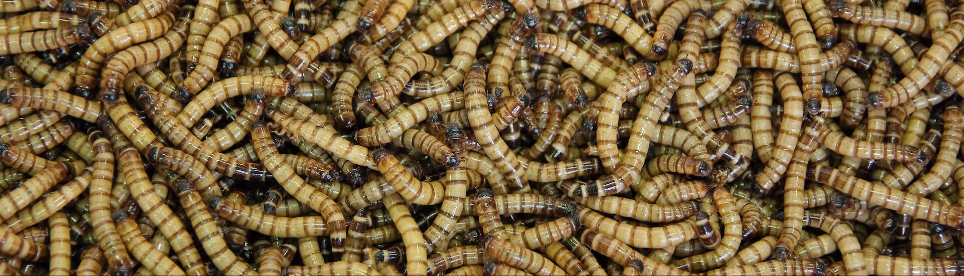 Insekten als Lebensmittel: Allergiker aufgepasst! - DocCheck Insekten als Lebensmittel: Allergiker aufgepasst! - DocCheck