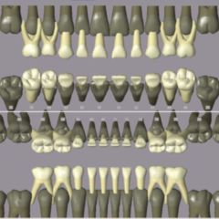 Milchgebiss - DocCheck Flexikon