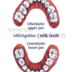 Milchgebiss - DocCheck Flexikon