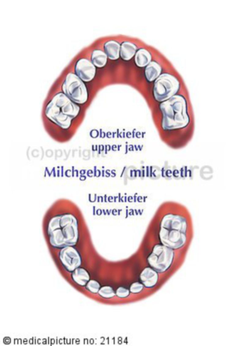 Milchgebiss - DocCheck