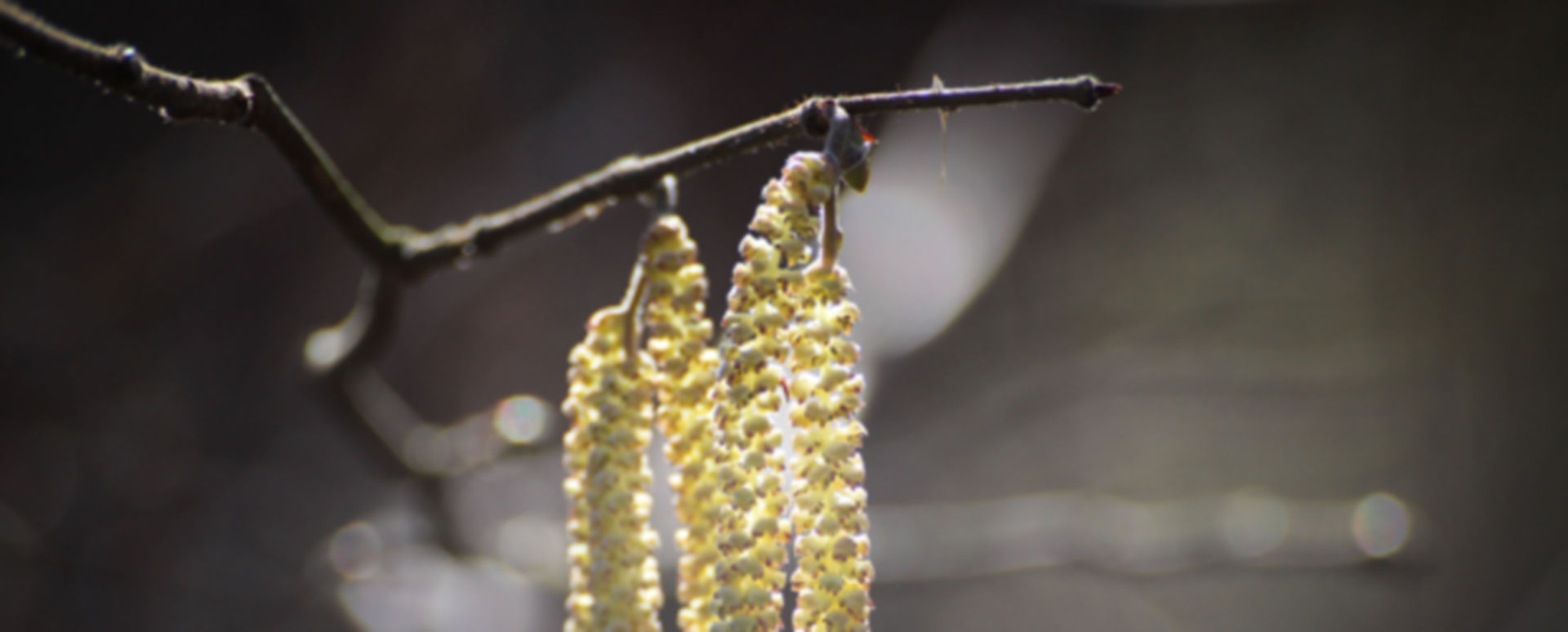 Birkenpollen: Allergischer Reaktion auf der Spur - DocCheck