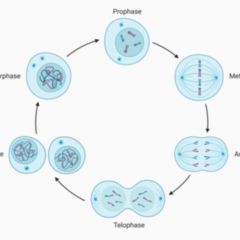 Mitose - DocCheck Flexikon