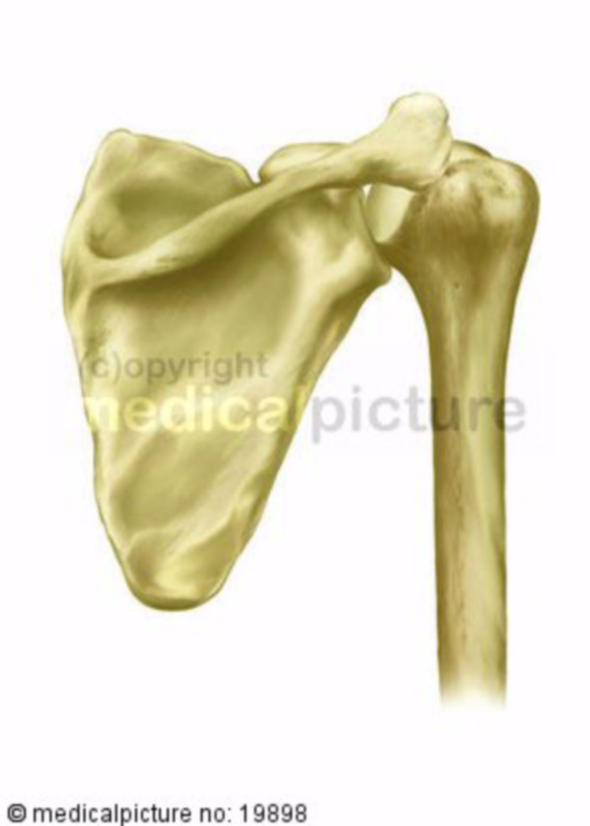Humerus - DocCheck Flexikon
