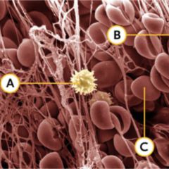 Fibrin - DocCheck Flexikon