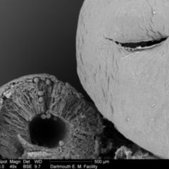 Amorph - DocCheck Flexikon