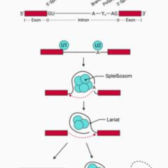 Spliceosom - DocCheck Flexikon