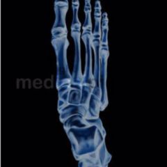 Kahnbein - DocCheck Flexikon