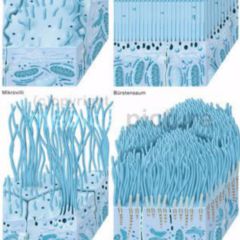 Stereozilie - DocCheck Flexikon