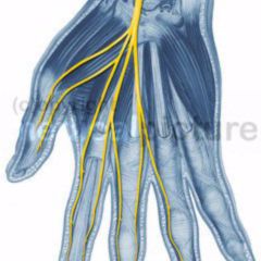 Nervus medianus - DocCheck Flexikon