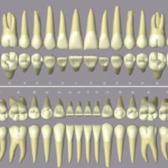 Schneidezahn - DocCheck Flexikon