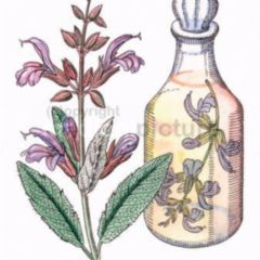 Salbe - DocCheck Flexikon