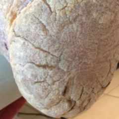 Rhagade - DocCheck Flexikon