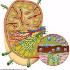 Nodus - DocCheck Flexikon