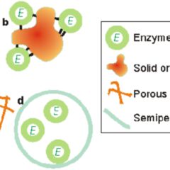 Angiotensin Converting Enzyme - DocCheck Flexikon