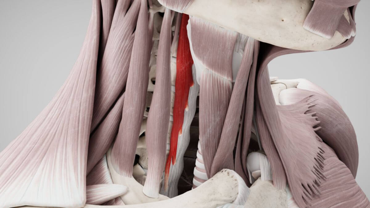 Musculus longus colli - DocCheck