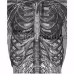 Thorakal - DocCheck Flexikon