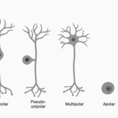 Nervenzelle - DocCheck Flexikon