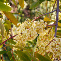 Khat - DocCheck Flexikon