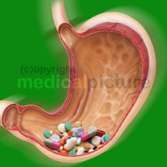 Magen - DocCheck Flexikon