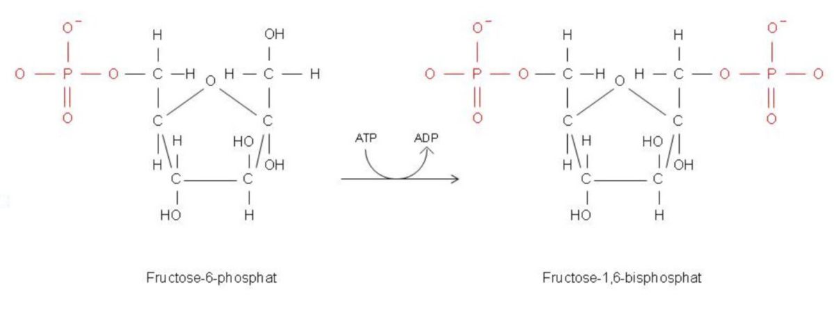 Glykolyse - DocCheck Flexikon