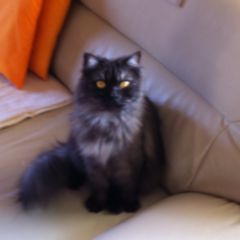 Iris-Heterochromie - DocCheck Flexikon