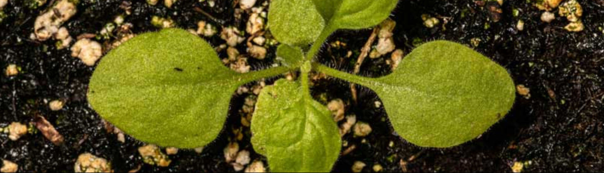 Der Corona-Impfstoff aus Pflanzen: CoVLP - DocCheck