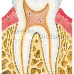 Gingiva - DocCheck Flexikon