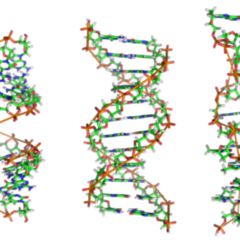 Z-DNA - DocCheck Flexikon