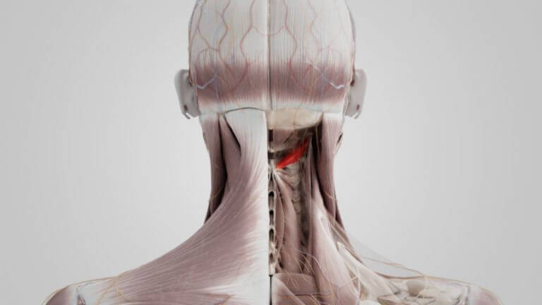 Musculus obliquus capitis inferior - DocCheck