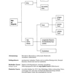 Bindegewebe - DocCheck Flexikon