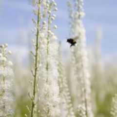 Livedo racemosa - DocCheck Flexikon