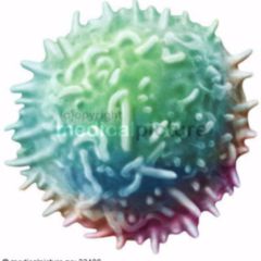 Leukozyt - DocCheck Flexikon