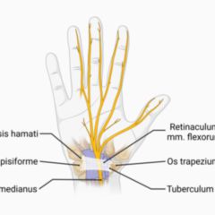Retinaculum musculorum flexorum manus - DocCheck Flexikon