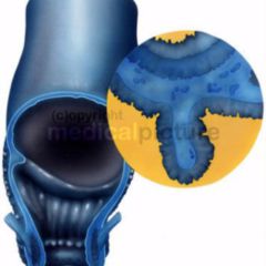 Plicae transversales recti - DocCheck Flexikon