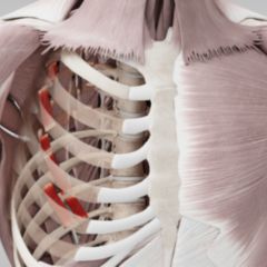 Musculi subcostales - DocCheck Flexikon