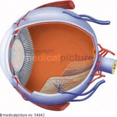 Periaquäduktales Grau - DocCheck Flexikon