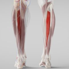 Musculus tibialis posterior - DocCheck Flexikon