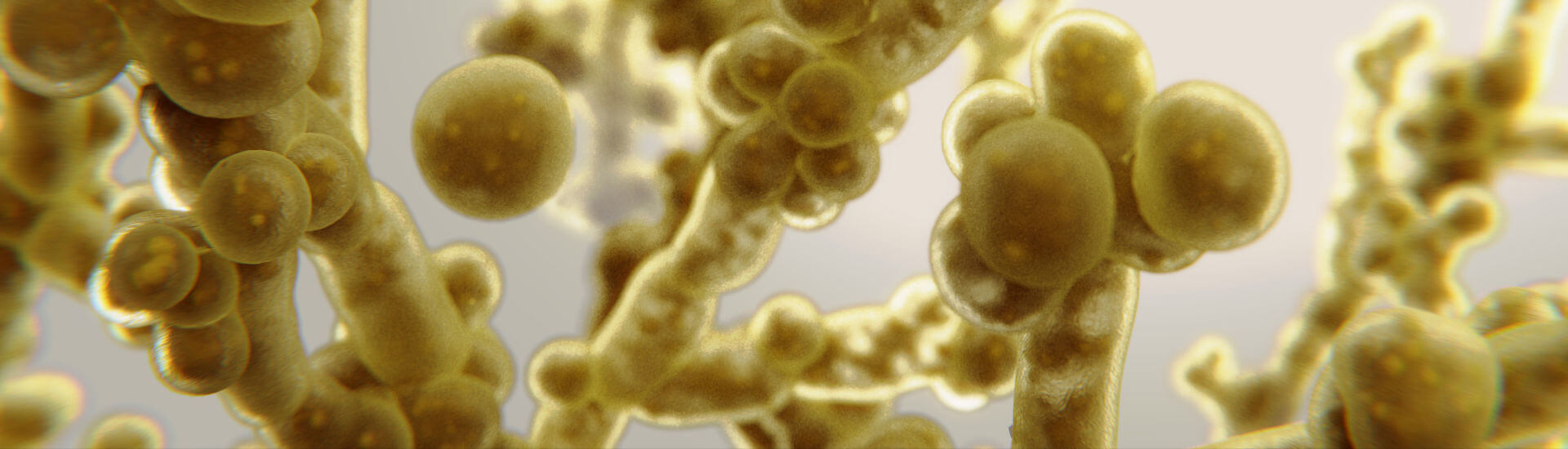 Invasive Candida-Infektionen: Therapie nach Leitlinie? - DocCheck