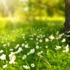 Wachsleiche - DocCheck Flexikon