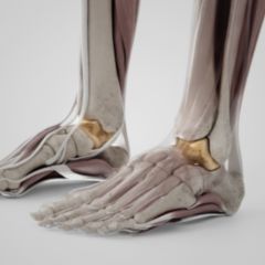 Talus - DocCheck Flexikon